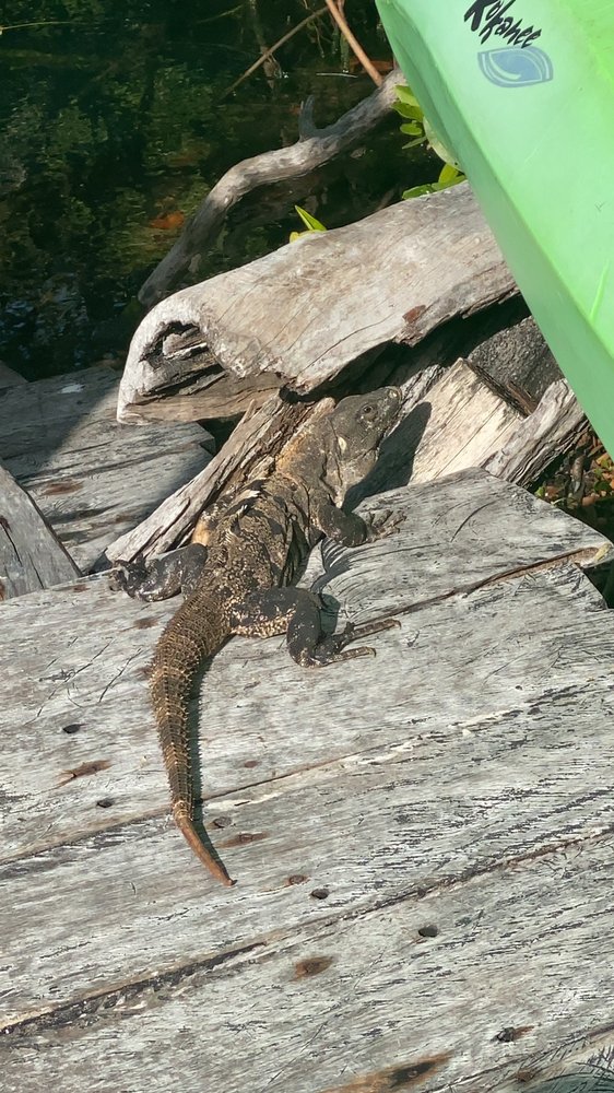 MANGLEX ECO HOTEL - 10 Photos - Carretera Tulum - Boca Paila Km 10.5 ...