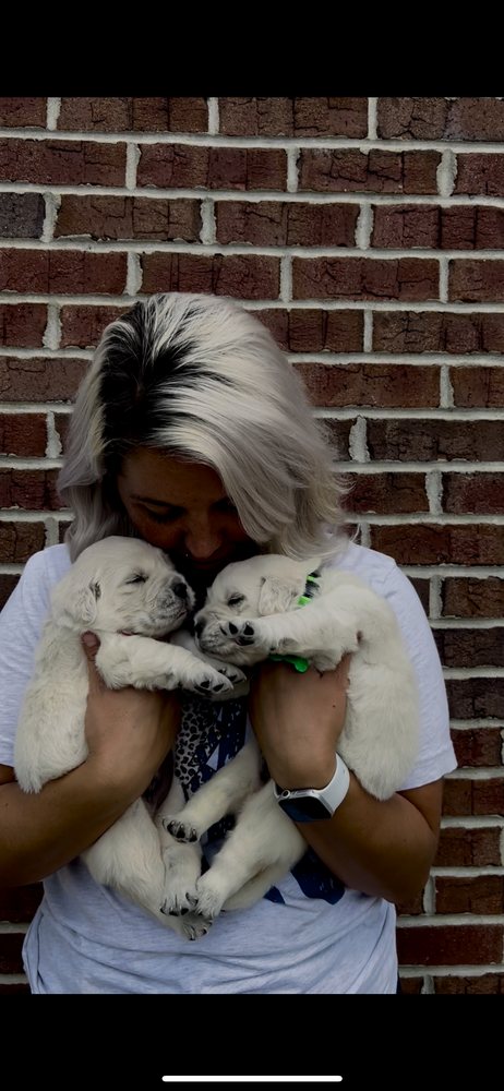 REBRANDED RANCH GOLDEN RETRIEVERS - Updated August 2025 - Request ...