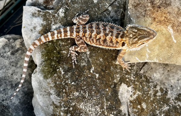 REPTILE PETS DIRECT - Updated December 2025 - 22 Photos & 48 Reviews ...