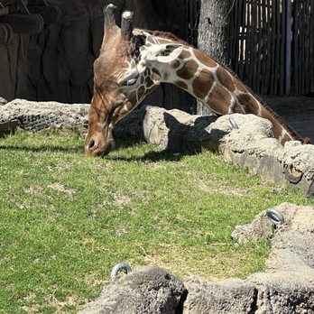 DALLAS ZOO - Updated May 2024 - 1804 Photos & 482 Reviews - 650 S R L ...