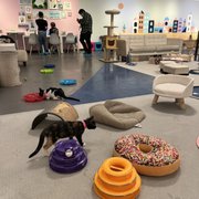 MINI CAT TOWN - 182 Photos & 81 Reviews - Pet Adoption - 2200 Eastridge ...