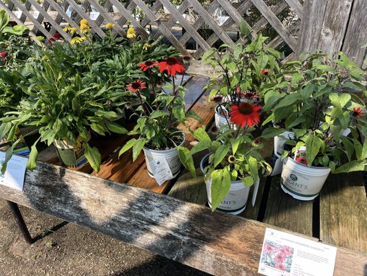 CAFE AQUI - Updated June 2025 - 140 Photos & 36 Reviews - 1811 2nd St ...