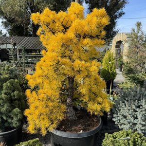 DEVIL MOUNTAIN WHOLESALE NURSERY - PETALUMA - Updated March 2025 - 499 ...