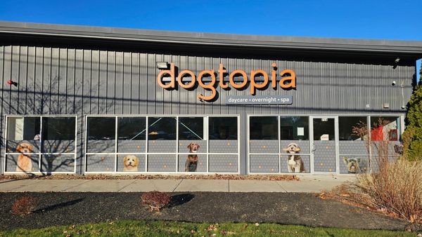 DOGTOPIA OF NORTH WORCESTER - Updated January 2026 - 12 Photos - 71 Pullman St, Worcester ...