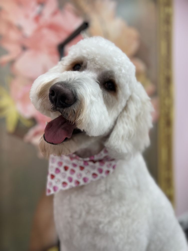 YUPPY PUPPY PET SPA - Updated January 2026 - 27 Photos & 80 Reviews ...