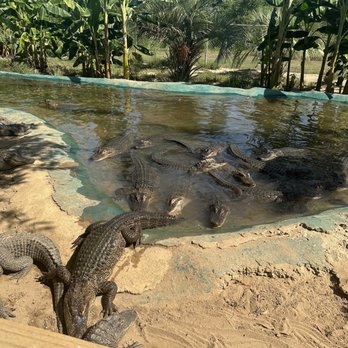 ALLIGATOR ALLEY - Updated January 2025 - 493 Photos & 170 Reviews ...