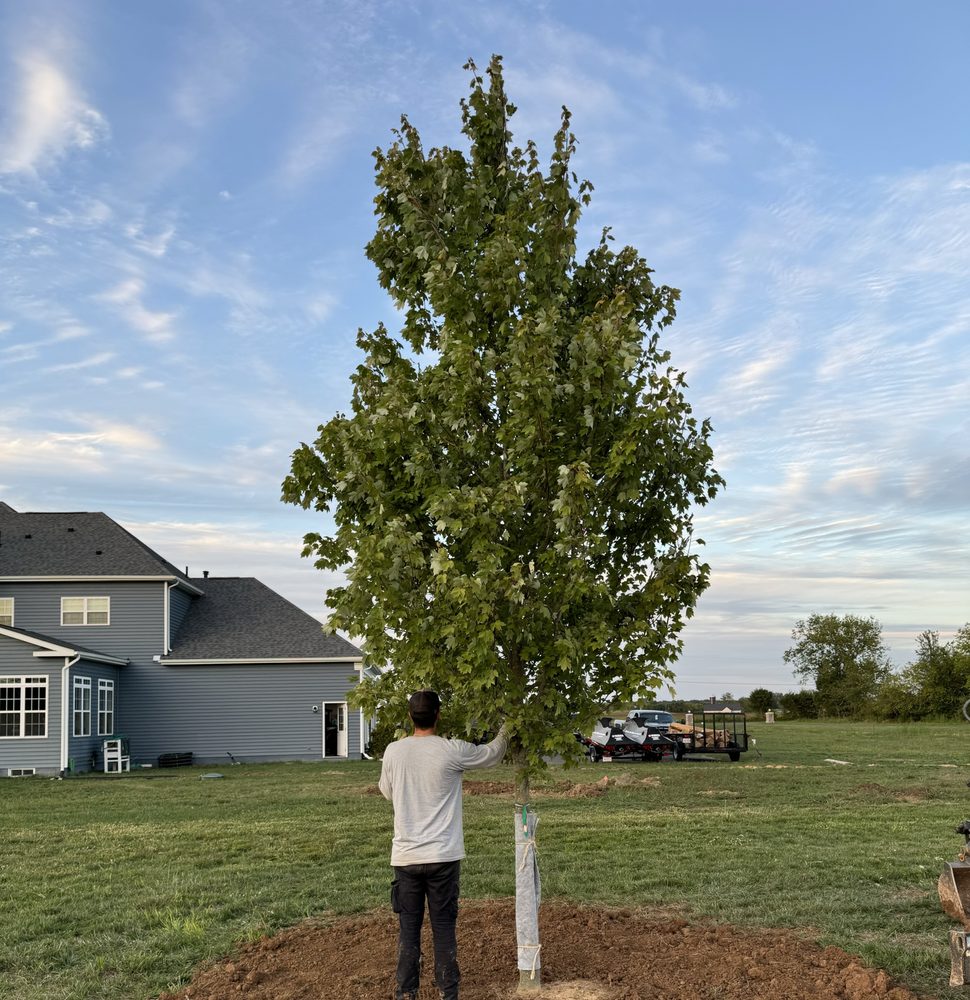 ROYAL TREES - Updated October 2025 - Request a Quote - Front Royal ...