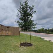 LAWNS TREE FARM - 31 Photos - 400 Honeycomb Mesa, Leander, TX - Yelp