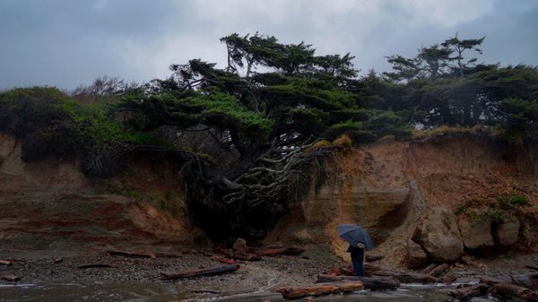 TREE OF LIFE - Updated September 2024 - 43 Photos & 17 Reviews - 101 ...