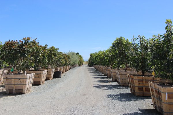 DEVIL MOUNTAIN WHOLESALE NURSERY - CLEMENTS - Updated July 2025 - 16950 ...