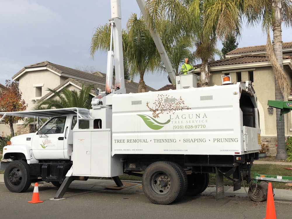 LAGUNA TREE SERVICE - Updated December 2025 - 110 Photos & 164 Reviews ...