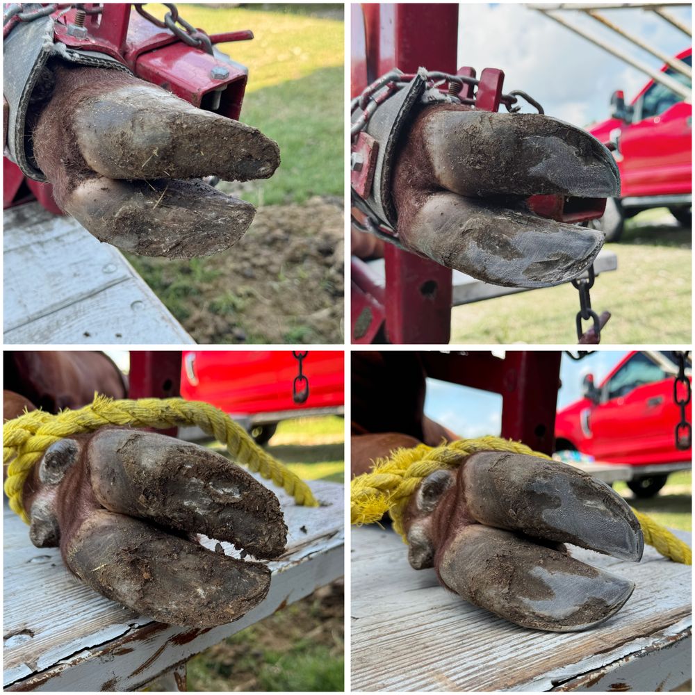 TWISTED M CATTLE HOOF TRIMMING - Updated June 2024 - Request ...