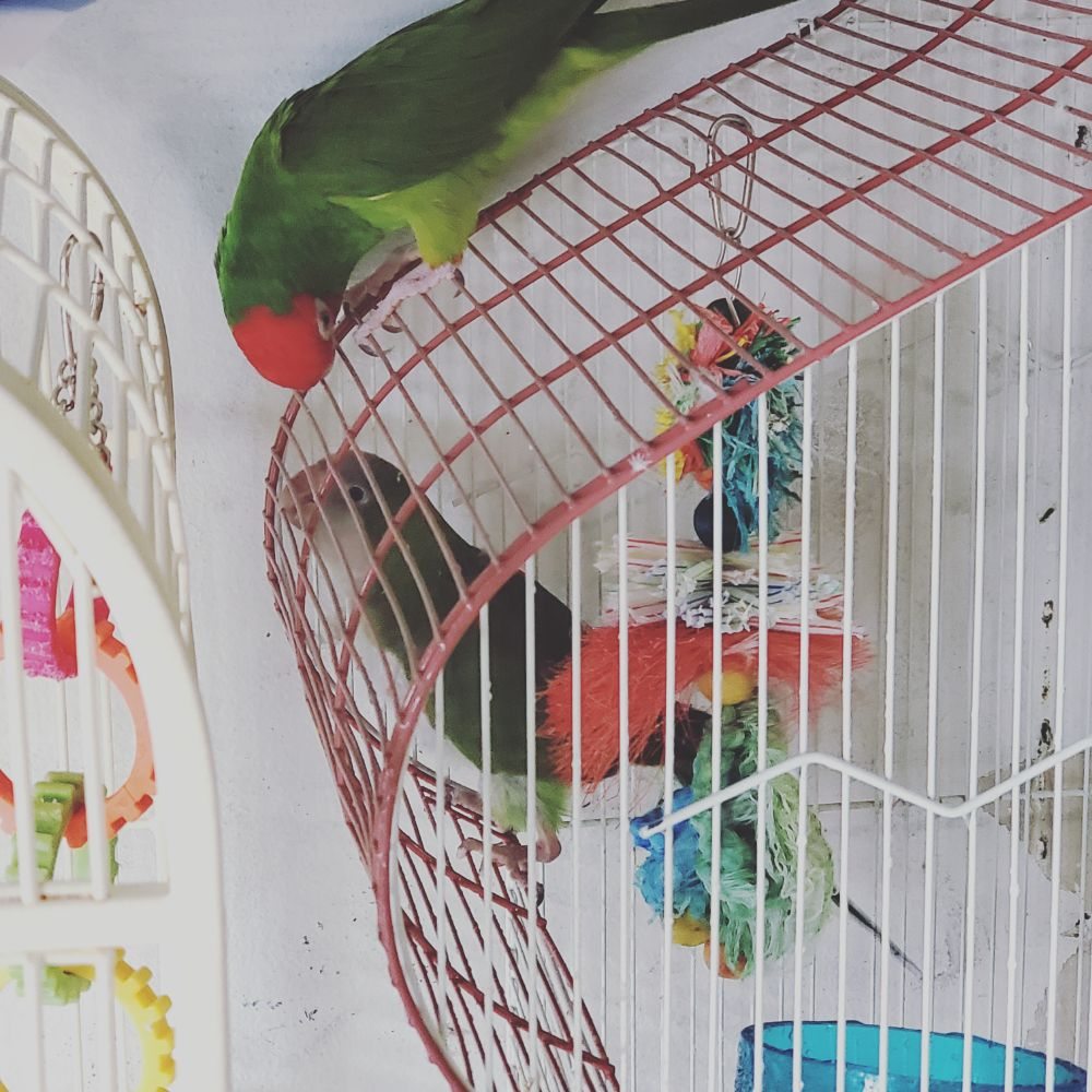 CENTRAL FLORIDA PARROT SANCTUARY AND PARROT RESCUE - 52 Photos - Eustis ...