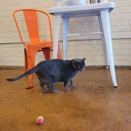 MAC TABBY CAT CAFE - Updated May 2025 - 79 Photos & 25 Reviews - 25 ...