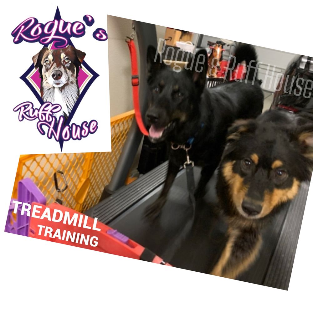 ROGUE’S RUFF HOUSE - Updated July 2025 - 44 Photos - Cypress ...