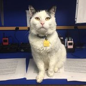 VCA CAPEWAY ANIMAL HOSPITAL - Updated July 2025 - 11 Photos & 41 ...