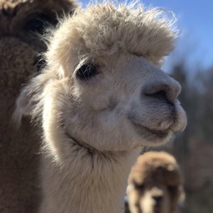 MERK FARMS - Updated December 2024 - 23 Photos - 233 Mitchell Rd ...