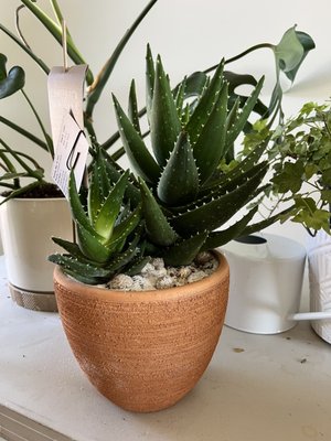 CAMELBACK FLOWERSHOP - Updated May 2026 - 134 Photos & 169 Reviews ...