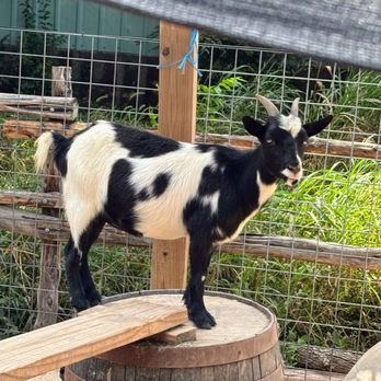 SCREAMING GOAT YARD & TAP - Updated October 2025 - 426 Photos & 288 ...