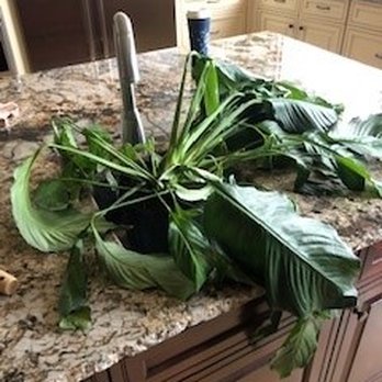 MESQUITE VALLEY GROWERS NURSERY - Updated April 2024 - 609 Photos & 207 ...