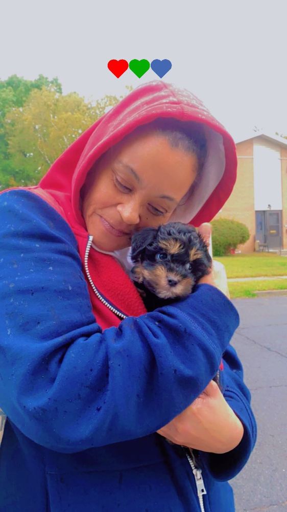 PUPPY DEALER 38 - Updated October 2024 - New York, New York - Pet ...