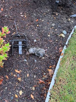 MOLE MASTERS - Updated August 2025 - 14 Photos & 41 Reviews - Milton ...