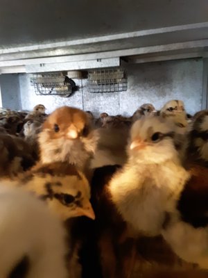 THE GEORGIA MAD HATCHER - Updated August 2025 - 109 Fuller Rd ...