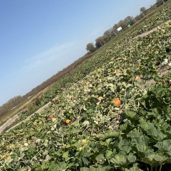 THIES FARM & MARKET - Updated January 2026 - 12 Photos - 14101 Creve ...