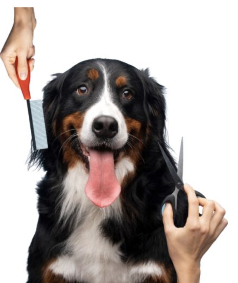 EXÓTIC PET GROOMING - Updated April 2025 - Miami Lakes, Florida - Pet ...