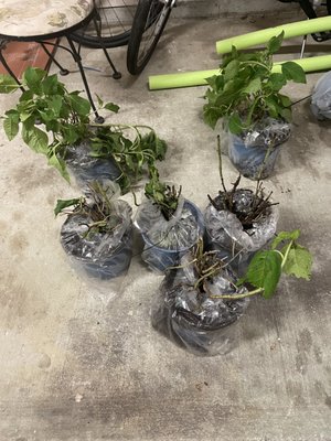 FAST GROWING TREES - Updated June 2025 - 15 Reviews - 2621 Old Nation ...