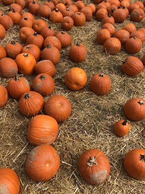 QUEENS COUNTY FARM MUSEUM - 893 Photos & 254 Reviews - Museums - 73-50 ...