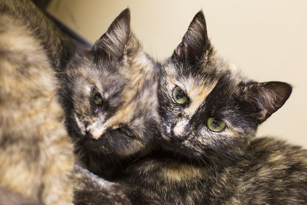 CHICAGO CAT RESCUE - Updated October 2025 - 27 Reviews - Chicago ...