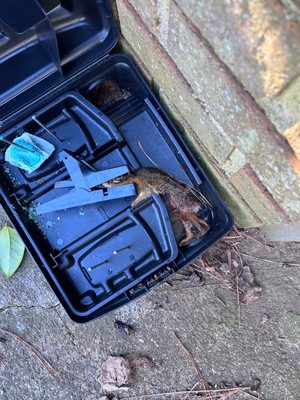 FIRST STRIKE PEST ELIMINATION - Updated October 2025 - 25 Photos ...