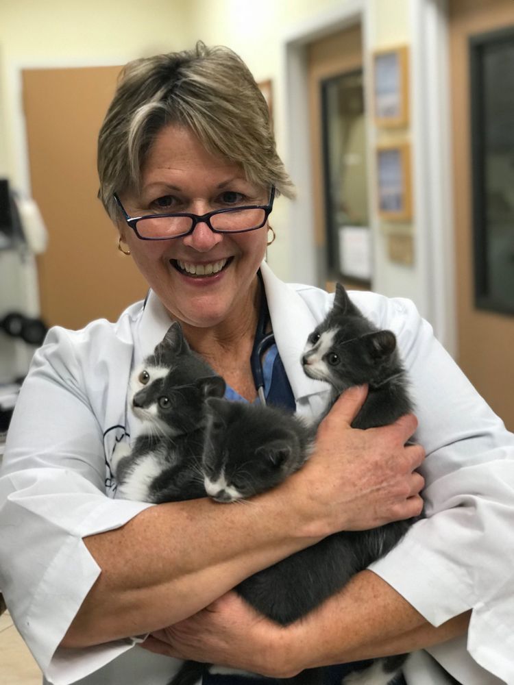 COMPANIONS ANIMAL HOSPITAL - Updated July 2025 - 31 Photos & 52 Reviews ...