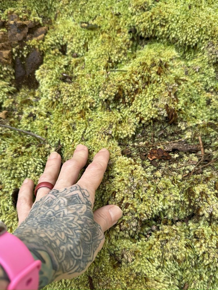 AIEA LOOP TRAIL - Updated July 2024 - 1355 Photos & 309 Reviews - 99 ...