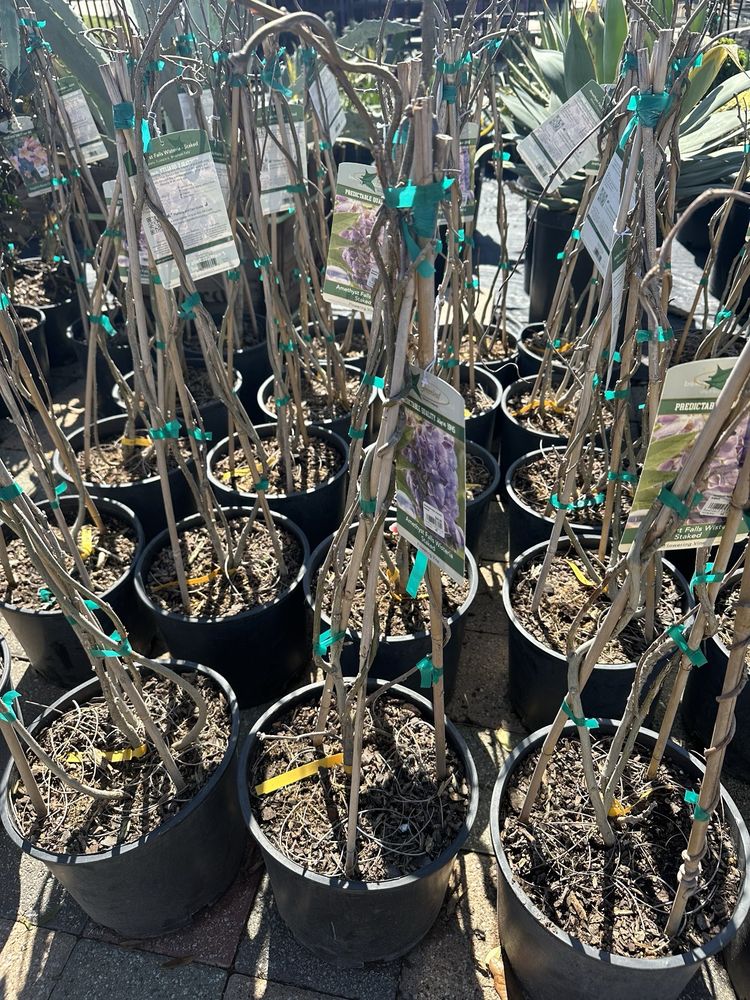 RUIBAL’S PLANTS OF TEXAS - Updated August 2025 - 125 Photos & 103 ...