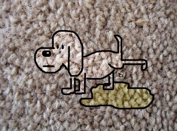 REGIS CARPET REPAIR - Updated December 2025 - 16 Reviews - Seattle ...