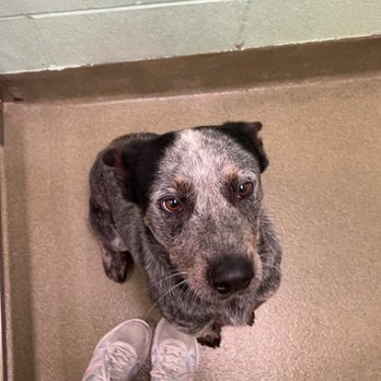 CITY OF DENTON ANIMAL SHELTER - Updated December 2025 - 32 Photos & 26 ...