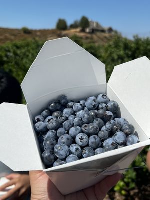 TEMECULA BERRY - TEMP. CLOSED - 531 Photos & 192 Reviews - Farms ...
