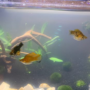 Pet Zone Tropical Fish - Updated COVID-19 Hours & Services - 298 Photos ...