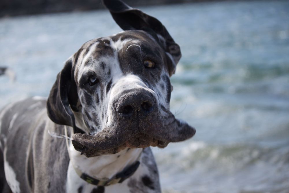 CERBAT CLIFFS ANIMAL HOSPITAL - 31 Photos & 27 Reviews - 4110 Stockton ...