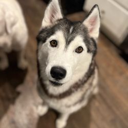 Best boarding for dogs near me store