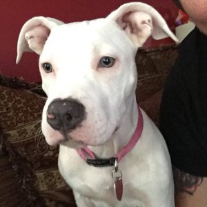 TIMONIUM ANIMAL HOSPITAL - Updated March 2026 - 24 Photos & 58 Reviews ...