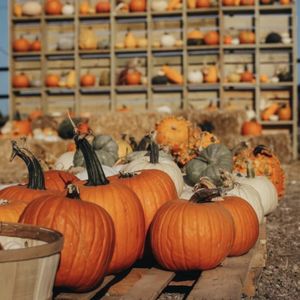 HUDDIN HOMESTEAD FUN FARM - Updated October 2024 - 39 Photos - 1666 ...