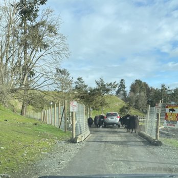 OLYMPIC GAME FARM - 722 Photos & 343 Reviews - 1423 Ward Rd, Sequim ...