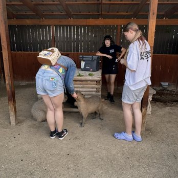 ANIMAL WORLD & SNAKE FARM - Updated November 2024 - 782 Photos & 301 ...