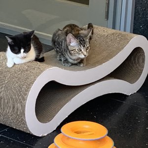 NIAGARA FALLS CAT CAFE - Updated July 2025 - 21 Photos - 4529 Queen ...