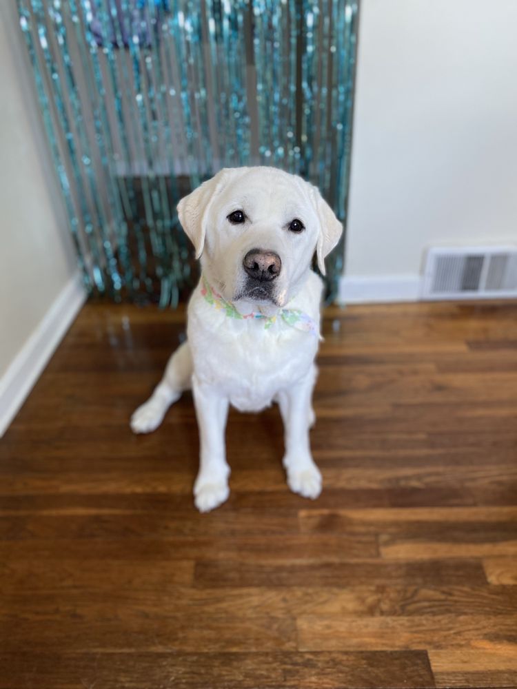 DOGFATHER GROOMING - Updated January 2025 - 12 Photos & 26 Reviews ...