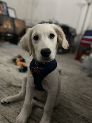 BLUE SKY PUPPIES - ORLANDO - Updated January 2026 - 38 Photos & 45 ...