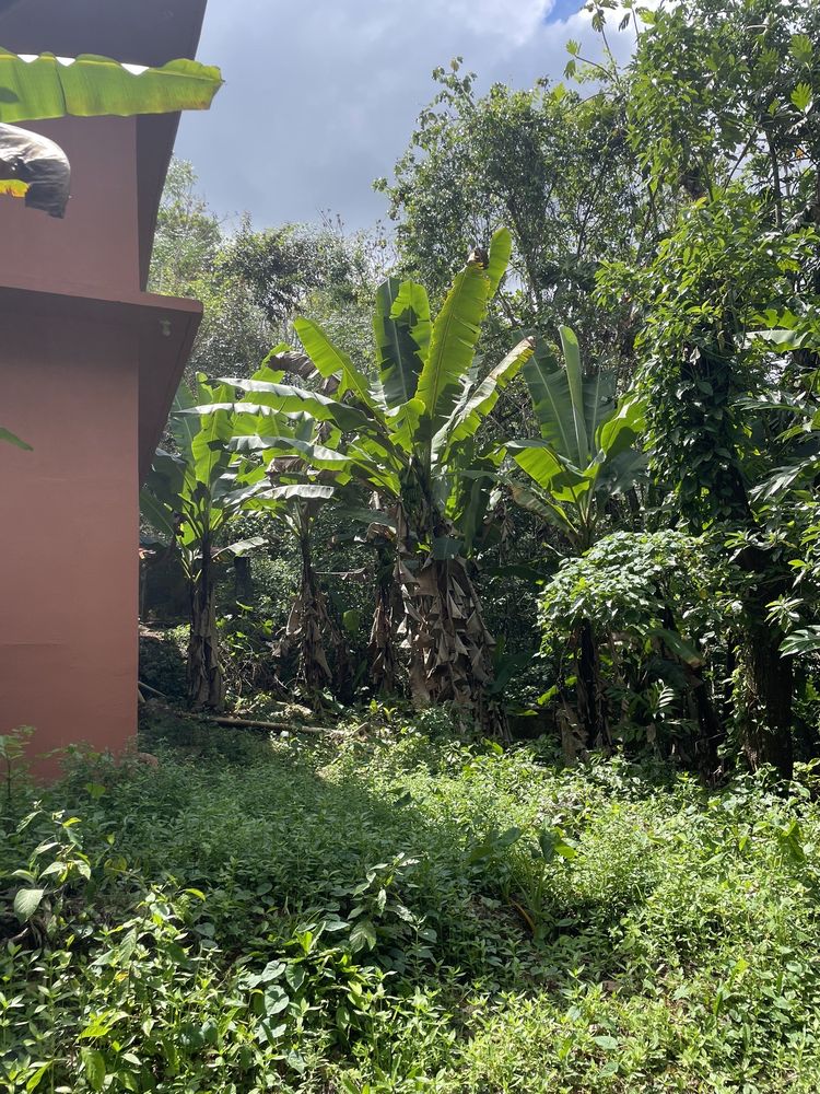 GUAJATACA FOREST - Updated January 2025 - Bosque Estancia del Guajataca ...